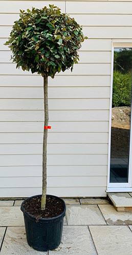 Full Standard Eleagnus Ebbingei Trees. Oleaster Trees Online