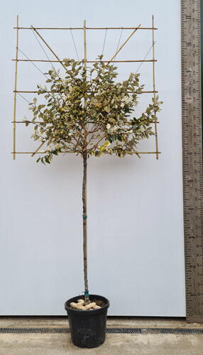 Elaeagnus Ebbingei Viveleg Oleaster Viveleg for Sale Onlne