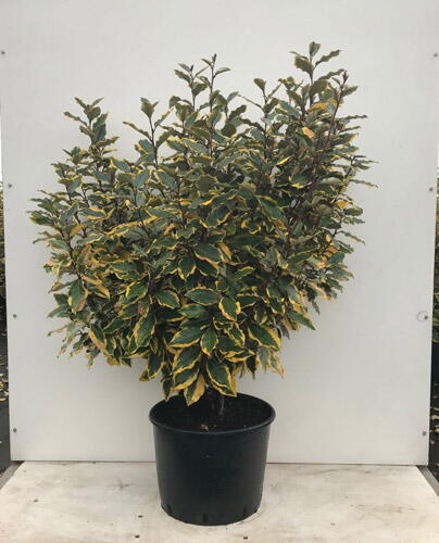 Elaeagnus Ebbingei Viveleg Oleaster Viveleg for Sale Onlne