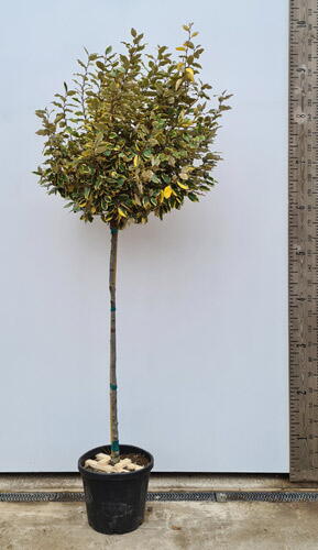 Elaeagnus Ebbingei Viveleg Oleaster Viveleg for Sale Onlne