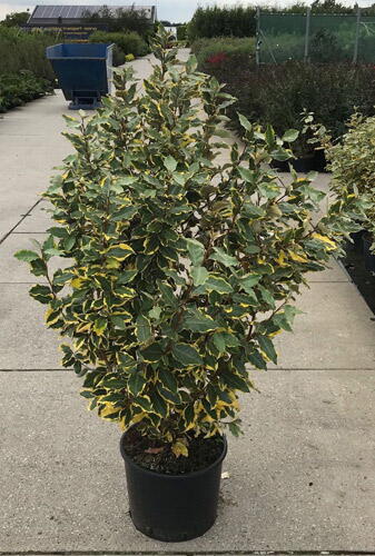 Elaeagnus Ebbingei Viveleg Oleaster Viveleg for Sale Onlne