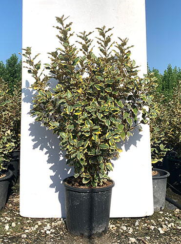 Elaeagnus Ebbingei Viveleg Oleaster Viveleg for Sale Onlne