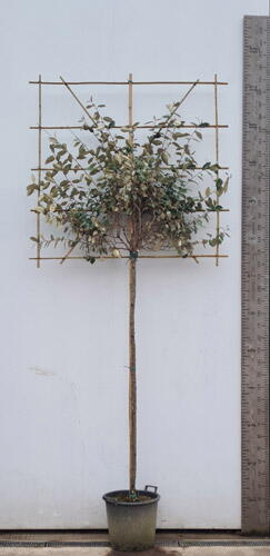 Eleagnus X Ebbingei Espalier Frame Half Standard Trees buy UK