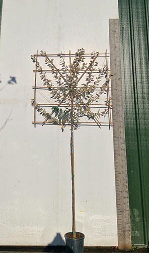 Eleagnus X Ebbingei Espalier Frame Half Standard Trees buy UK