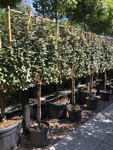 Eleagnus X Ebbingei Espalier Frame Half Standard Trees buy UK