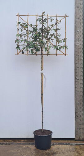 Eleagnus X Ebbingei Espalier Frame Half Standard Trees buy UK
