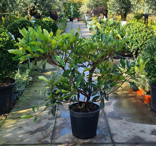 Eriobotrya Coppertone Loquat. Eriobotrya Japonica Coppertone