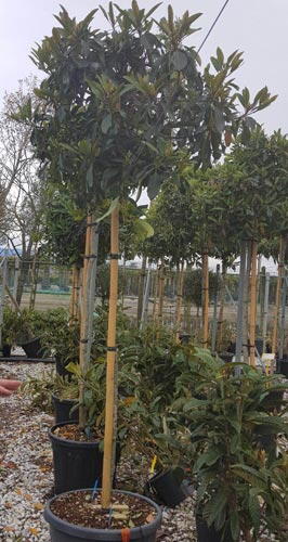 Eriobotrya Coppertone Loquat. Eriobotrya Japonica Coppertone