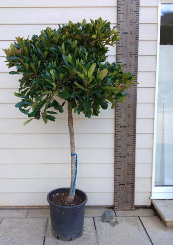 Eriobotrya Coppertone Loquat. Eriobotrya Japonica Coppertone