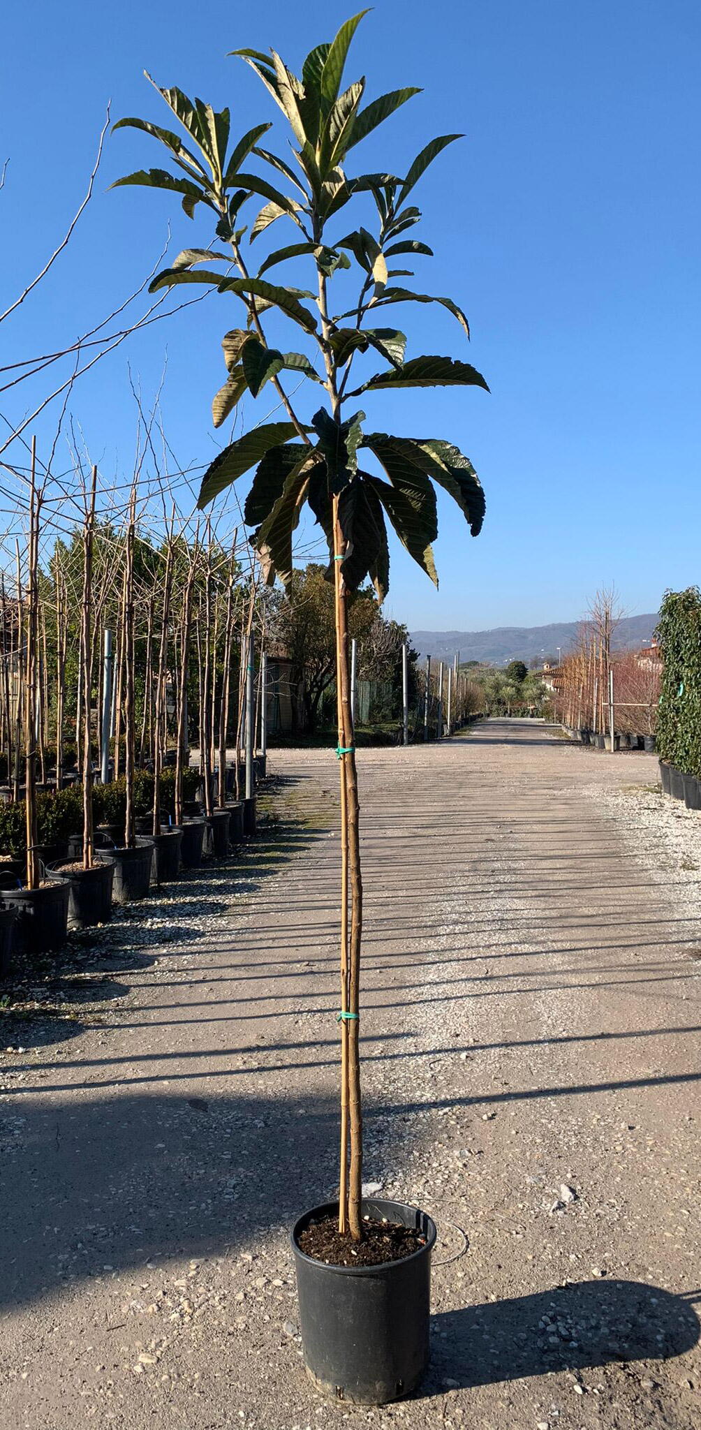 Eriobotrya Japonica Loquat for Sale UK. Japanese Loquat Tree