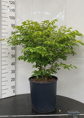 Euonymus Alatus Compactus Compact Winged Spindle Tree.