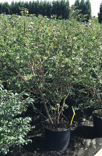 Euonymus Alatus Compactus Compact Winged Spindle Tree.