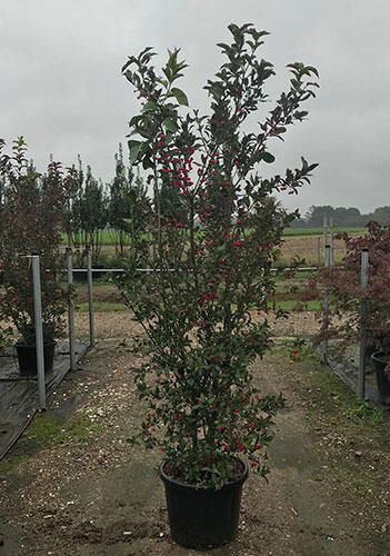 Euonymus Europaeus Red Cascade. Red Cascade Spindle Tree UK