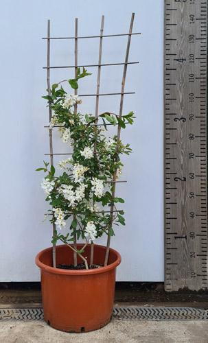 Exochorda Macrantha The Bride. Pearlbush The Bride for Sale