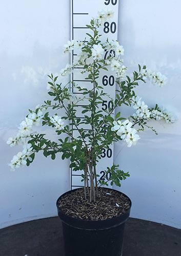 Exchorda Macrantha The Bride. Pearlbush The Bride for Sale