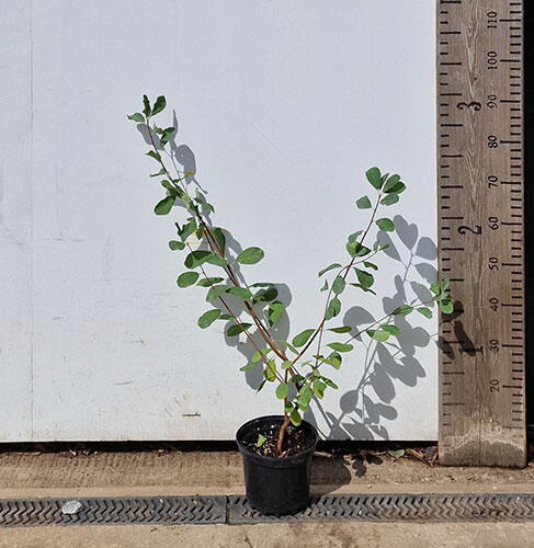 Exochorda Macrantha The Bride. Pearlbush The Bride for Sale
