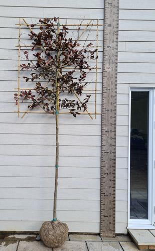 Fagus Sylvatica Atropurpurea Pleached Copper Beech Trees UK