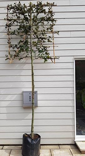 Fagus Sylvatica Atropurpurea Pleached Copper Beech Trees UK