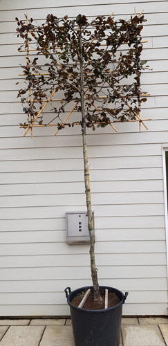 Fagus Sylvatica Atropurpurea Pleached Copper Beech Trees UK