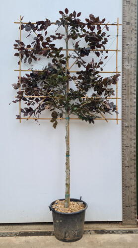 Fagus Sylvatica Atropurpurea Pleached Copper Beech Trees UK