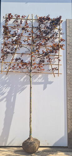 Fagus Sylvatica Atropurpurea Pleached Copper Beech Trees UK