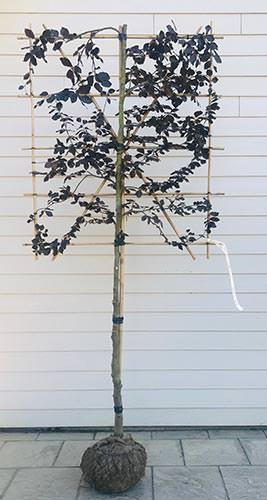 Fagus Sylvatica Atropurpurea Pleached Copper Beech Trees UK