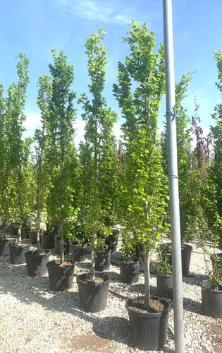 Fagus Sylvatica Dawyck, Fastigiate Beech Trees Buy Online UK