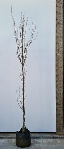 Fagus Sylvatica Dawyck, Fastigiate Beech Trees Buy Online UK