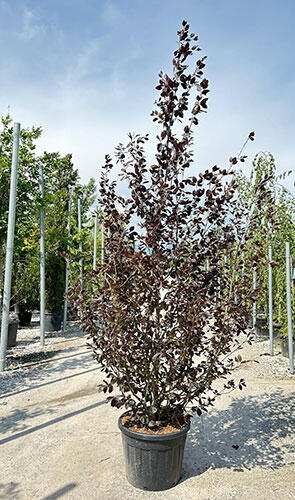 Fagus Sylvatica Dawyck Purple Beech Dawyck Purple Fastigiate