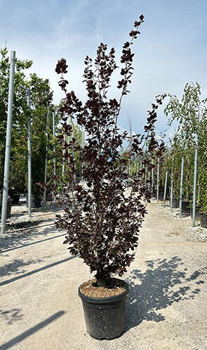 Fagus Sylvatica Dawyck Purple Beech Dawyck Purple Fastigiate