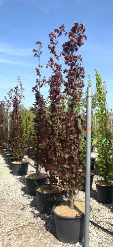 Fagus Sylvatica Dawyck Purple Beech Dawyck Purple Fastigiate