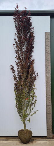 Fagus Sylvatica Dawyck Purple Beech Dawyck Purple Fastigiate