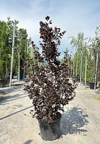 Fagus Sylvatica Dawyck Purple Beech Dawyck Purple Fastigiate