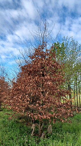 Fagus Sylvatica Full Standard Tree Full Standard Beech Trees