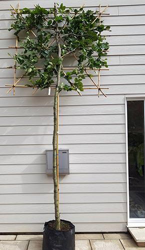 Fagus Sylvatica Pleached Beech Tree. Root Balled Trees