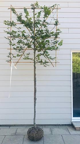 Fagus Sylvatica Pleached Beech Tree. Root Balled Trees