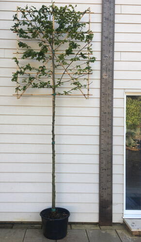 Fagus Sylvatica Pleached Beech Tree. Root Balled Trees