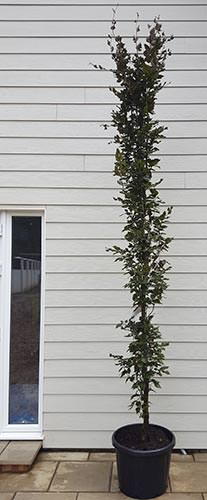 Fagus Sylvatica Red Obelisk Beech Trees for Sale Online