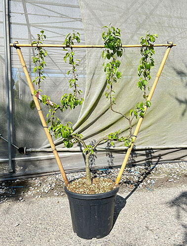 Fan Trained Conference Pear Tree. Pyrus Communis Conference