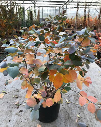 Blue Shadow Fothergilla