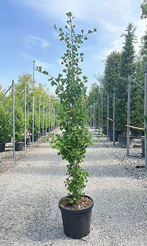 Ginkgo Biloba Colonnare Maris Maidenhair Tree Buy Online UK
