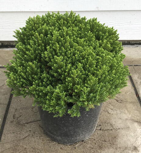 Hebe Green Globe or Shrubby Veronica Green Globe for Sale