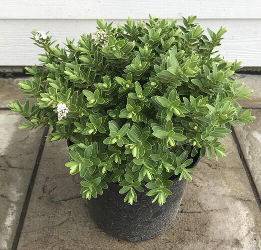 Hebe Wiri Mist plants to Buy Online, London & UK wide