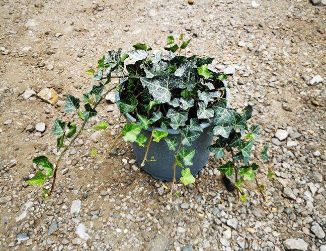Hedera Helix. Ivy Specialists. London & Online. UK