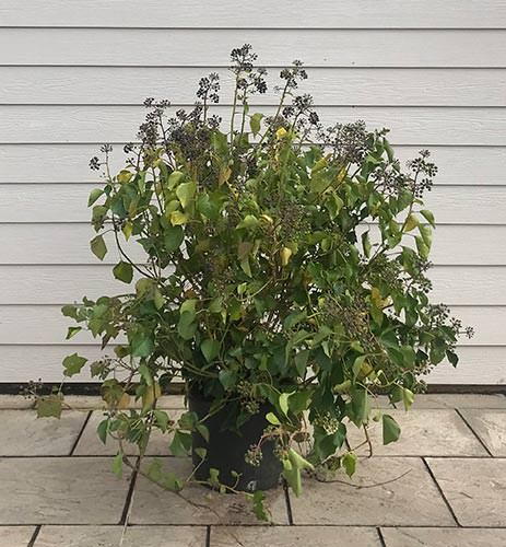 Hedera Helix Arborescens. Ivy Arborescens. Arborescent Ivy