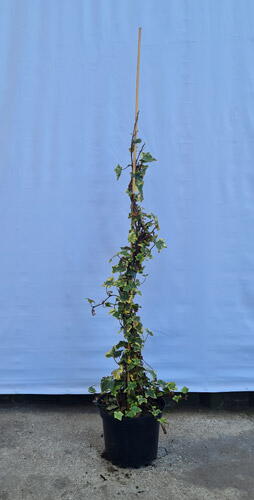 Hedera Helix Yellow Ripple Ivy Climber For Sale Online