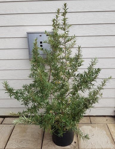 Hippophae Rhamnoides Hikul Sea Buckthorn Silver Star - Male