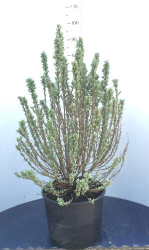 Hippophae Rhamnoides Hikul Sea Buckthorn Silver Star - Male