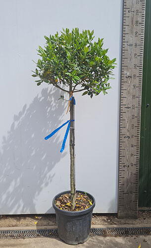 Holly Topiary Tree Online UK. Ilex Nellie Stevens Trees