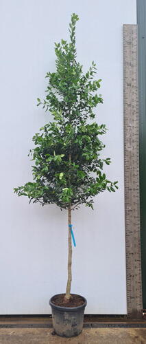 Holly Full Standard Trees For Evergreen Screening, UK